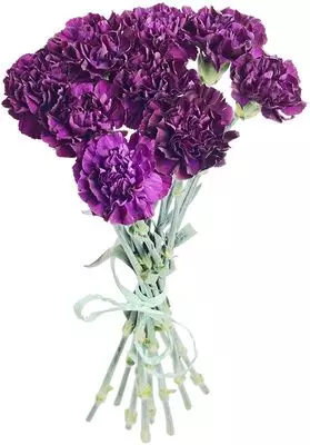 Букет гвоздик Мун Лит 9шт - купить в Москве по выгодной цене в интернет ...