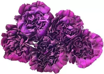 Букет гвоздик Мун Лит 5шт - купить в Москве по выгодной цене в интернет ...